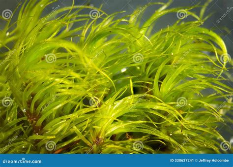 Moss Gametophyte Is The Sexual Phase In The Life Cycle Of Plants Under Microscope Royalty Free