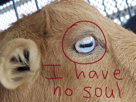 Things To Do In Arizona Rooster Cogburn Ostrich Ranch