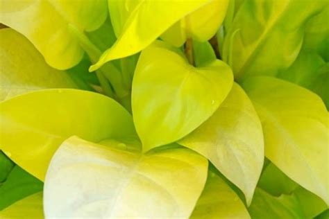 Lemon Lime Philodendron Vs Neon Pothos Key Differences