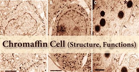 Chromaffin Cell Structure Functions Assignment Point