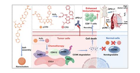 Self Assembled Molecular Glue Prodrug System For Enhanced Synergistic