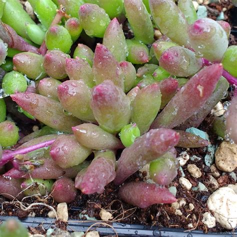 Othonna Capensis Ruby Necklace Cuttings