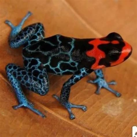 Dobra Matorka Voli Sex XHamster