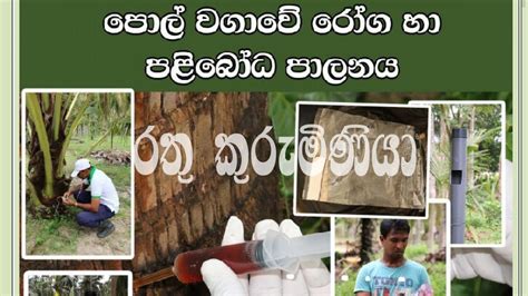 පොල් වගාවෙ රතු කුරුමිණියා සහ පලිබෝධ හානි සමග වලක්වා ගැනීම පෙරමෝන උගුල දක්වා 🐞🪲🌴coconout Red