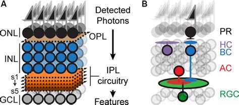 Schematicof Retinal Organization A Outer And Inner Nuclear Layers Download Scientific