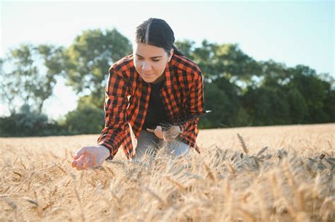 곡물 밭에서 일하고 수확 수입을 계획하는 여성 농부 농업 경제학자 여성 검사 및 생산 밀 작물의 품질 관리 농업 관리 및 농업