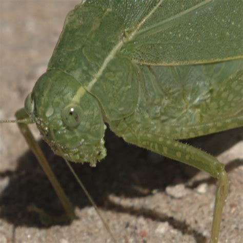 Microcentrum Microcentrum Rhombifolium Bugguide Net