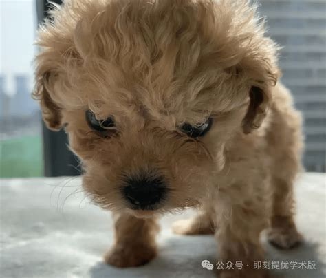 Day03 3 Python 邪恶list 和 Tuple摇粒绒 Csdn博客