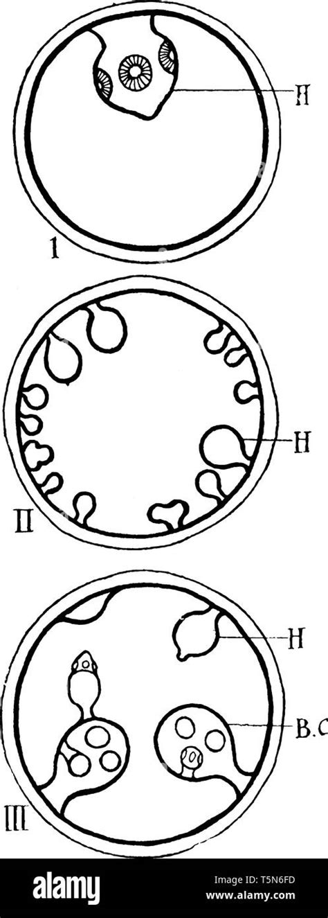 Bladder Neck Stock Vector Images Alamy
