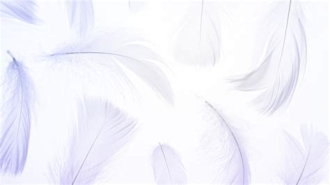 깃털 패턴 컨셉 매크로 사진 부드러운 초점에 흰색 배경에 여러 가지 빛깔의 파스텔 천사 깃털 클로즈업 텍스처 자연의 우아한 표현