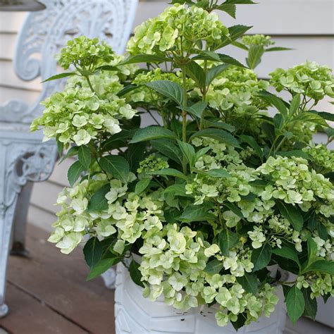 Green Hydrangeas