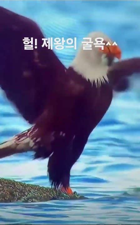 미국흰머리 독수리의 굴욕 호기심에 건드린 가재에 입이 묶이는 절체절명의 위기에 처하게 된다 탈출할 수 있을까😱 독수리 가재 실수 봉변 굴욕 인기급상승
