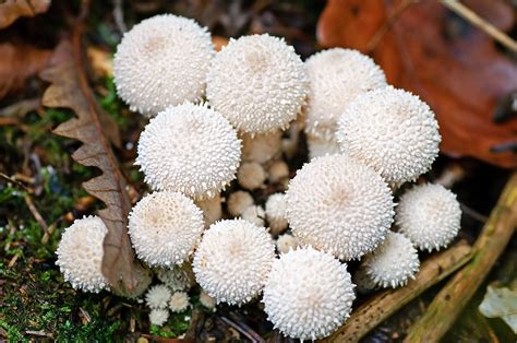 Puffball Fungus Description Edible Spore Dispersal Species