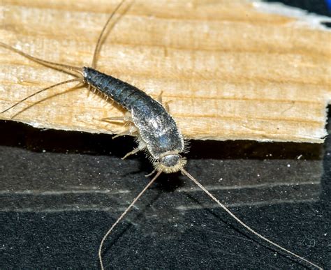 Silverfish Causes And Helpful Home Remedies