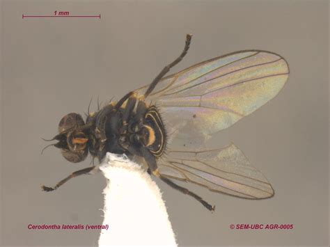 Agromyzidae
