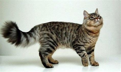 Gato Doméstico Información De Raza De Gato Foto Cuidado Historia