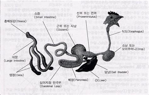 닭의 내장 기관 네이트 판
