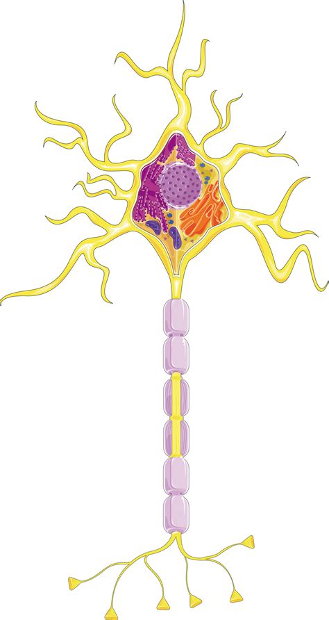Neuron Servier Medical Art Neuron Servier Medical Art