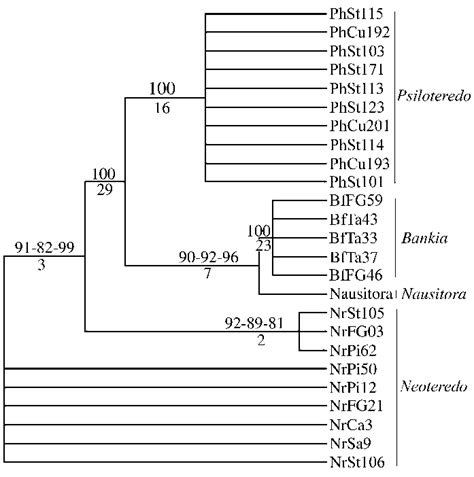 Phylogenetic Consensus Tree Obtained Using Maximum Parsimony Mp