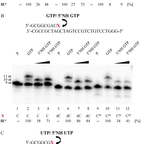 Primer Extension Assay Elongation Complexes Consisted Of An Unlabeled Download Scientific