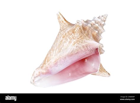 Seaside Close Up Cut Out Stock Images And Pictures Alamy