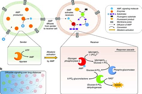 Design Of A Communication Pathway Capable Of Signal Amplification Download Scientific Diagram
