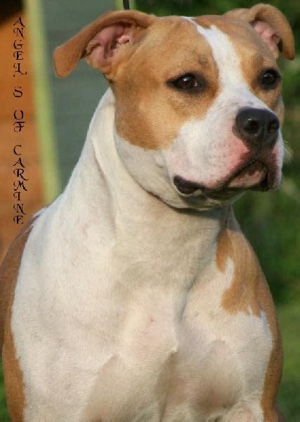 Mémorial De Elfie De Angels Of Carmine American Staffordshire Terrier