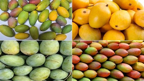 Types Of Mangoes In Florida With Pictures At Laura Livingstone
