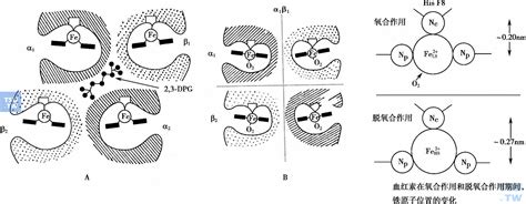 【附图】 血红蛋白的结构详解 血液病学 天山医学院