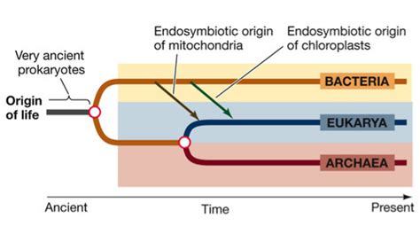 Microbiology Final Exam Flashcards Quizlet