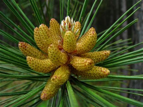 Сладко от борови връхчета Author Ksenia Yordanova Xenia Photo Forum