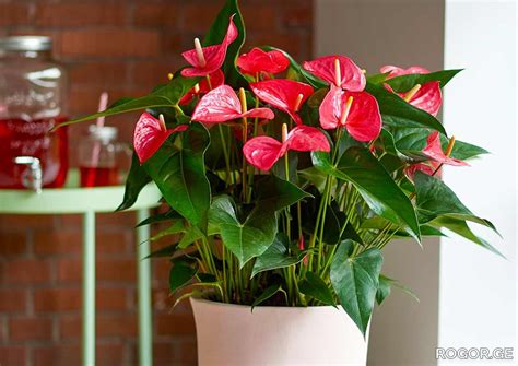 როგორ მოვუაროთ ანტურიუმს Rogor Ge