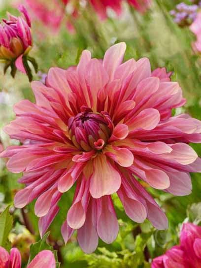 ᐉ Коренебульба Tuberbulb Export B V жоржини кактусової Міссіс Датч 1 шт • Краща ціна в Києві