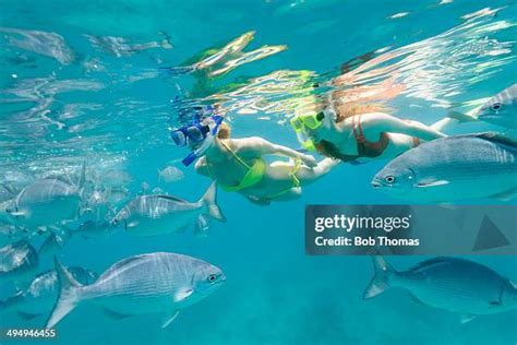 Snorkel Caribbean Fish Stock