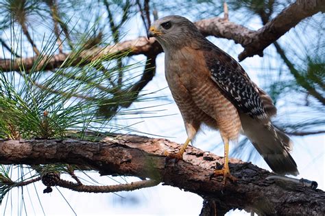 Male Red Shouldered Hawk Guarding A Nearby Nest Birdforum