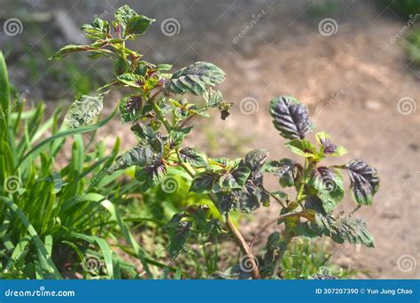 Amaranthus Tricolor And Allium Tuberosum In The Vegetable Garden Stock