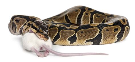 What Happens When A Ball Python Bites Embora Pets