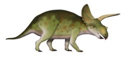 Eotriceratops Wikipedia