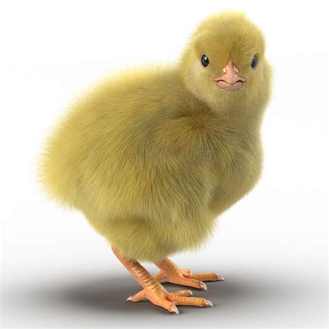 Pollito Aparejado Modelo 3d 149 Max Free3d