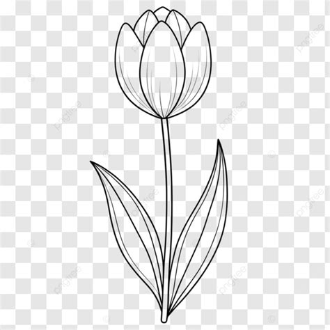 Line Drawing Of A Tulip Flower Black And White Clipart Illustration