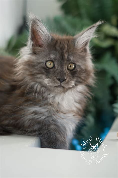 Biggest And Best Maine Coon Gallery Maine Coons All Colors