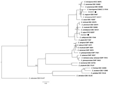 Phylogenetic Tree Based On The Act Cal Chs 1 Gapdh Its Tub2 Sequences