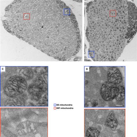 Comparing COX Labelling Penetration In COX TEM Using Conventional Download Scientific Diagram