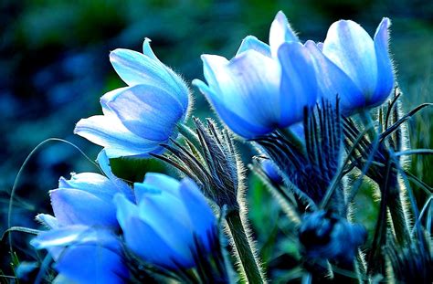 Blue Flower Desktop Wallpapers 4k Hd Backgrounds On Wallpaperbat