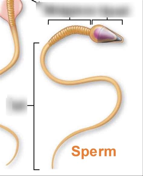 Label The SPERM Diagram Quizlet