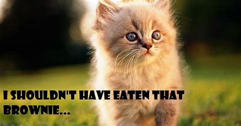Stoned Kitty Imgur