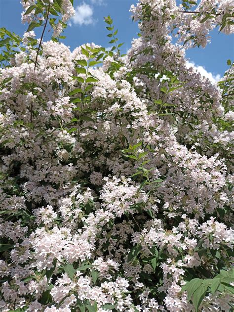 Дача блог Рассказываю что положить в лунки перед посадкой рассады томатов и получить богатый