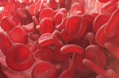 Mengenal Hemoglobin Fungsi Dan Kadar Normalnya Pada Tubuh
