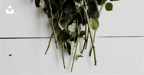 분홍색과 초록색 꽃다발 사진 Unsplash의 무료 발렌타인 이미지