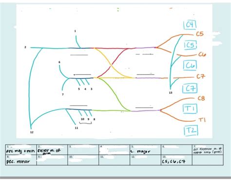 Brachial Plexus C5 To T1 Quiz Brachial Plexus C5 To T1 Quiz